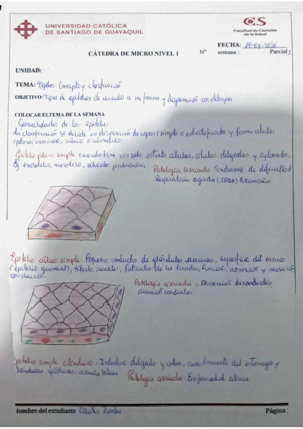 CS-UC: Microtejido Epitelial - Parcial 1 Análisis y Preguntas - Studocu