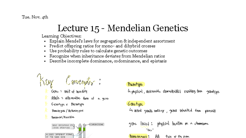 BIO101 Lecture 15: Mendelian Genetics & Inheritance Laws - Studocu