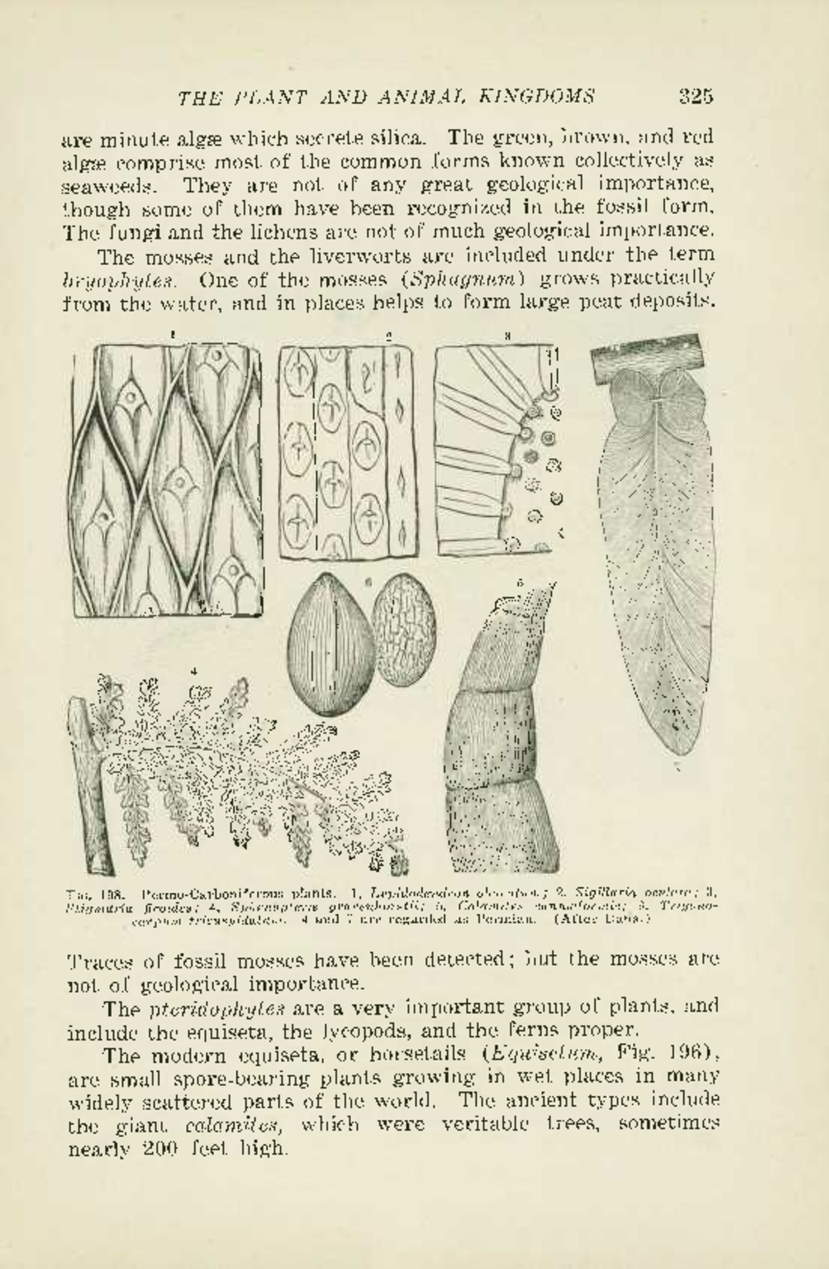 Plant and Animal Kingdoms: Geology Insights (New Geology 0327-0328 ...