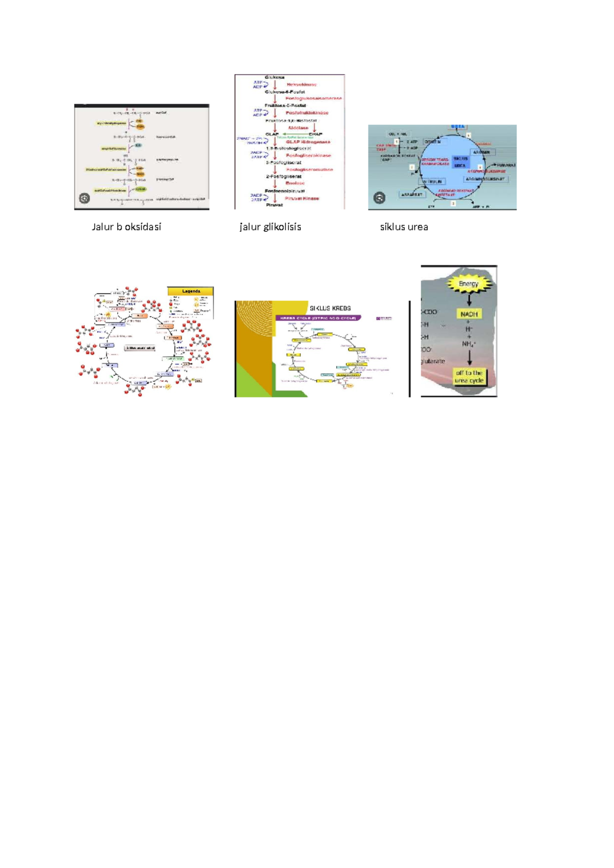 Biokimia Siklus: Glikolisis, Siklus Urea, dan Siklus Krebs - Studocu