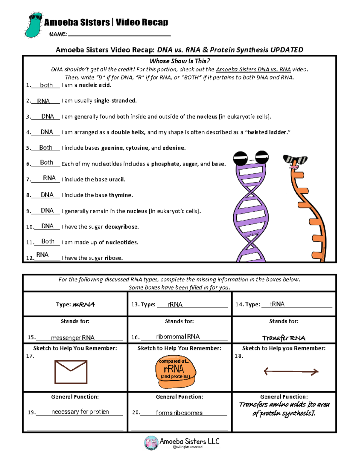 DNA vs RNA: Protein Synthesis Summary & Activity Guide (Updated) - Studocu