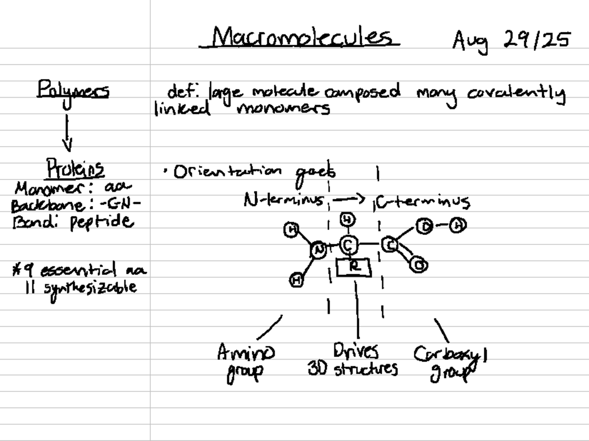 Macromolecules (BIO101) - Exam Prep Notes on Proteins & Nucleic Acids ...