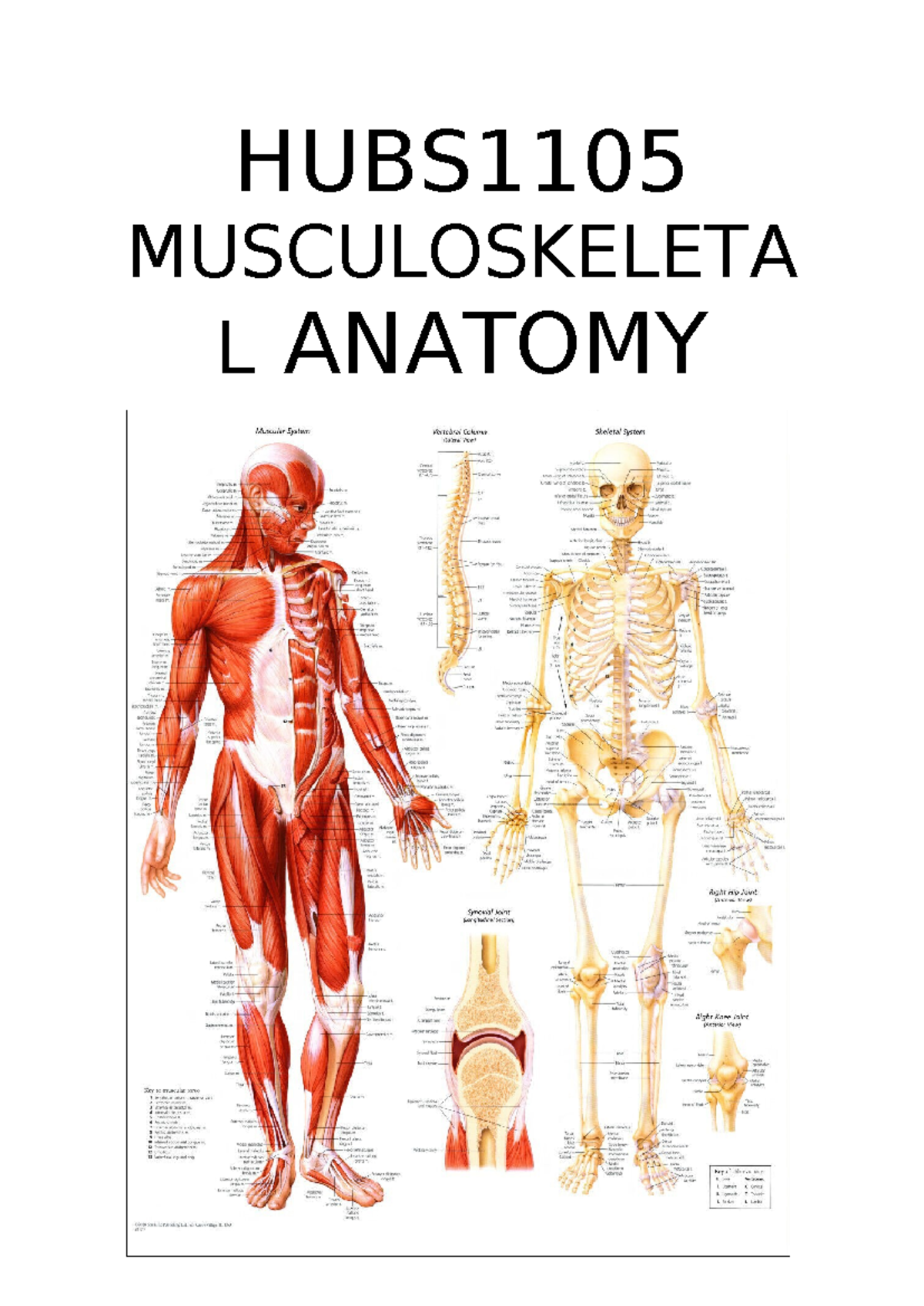HUBS1105 Musculoskeletal Anatomy & Functions: Comprehensive Notes - Studocu