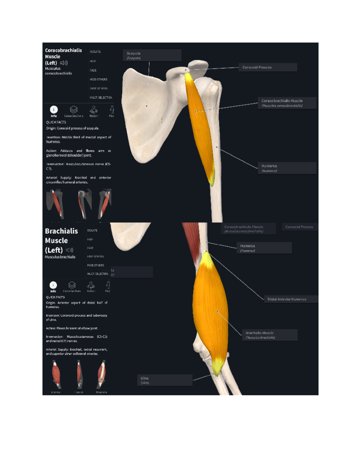Upper Limb Muscles and Bones Overview for Anatomy Course (ANAT 101 ...