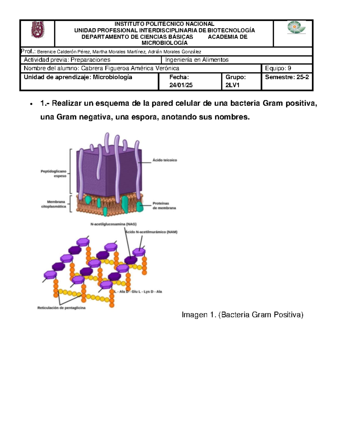 Microbiología: Técnicas de Tinción y Observación de Bacterias - APP2 ...