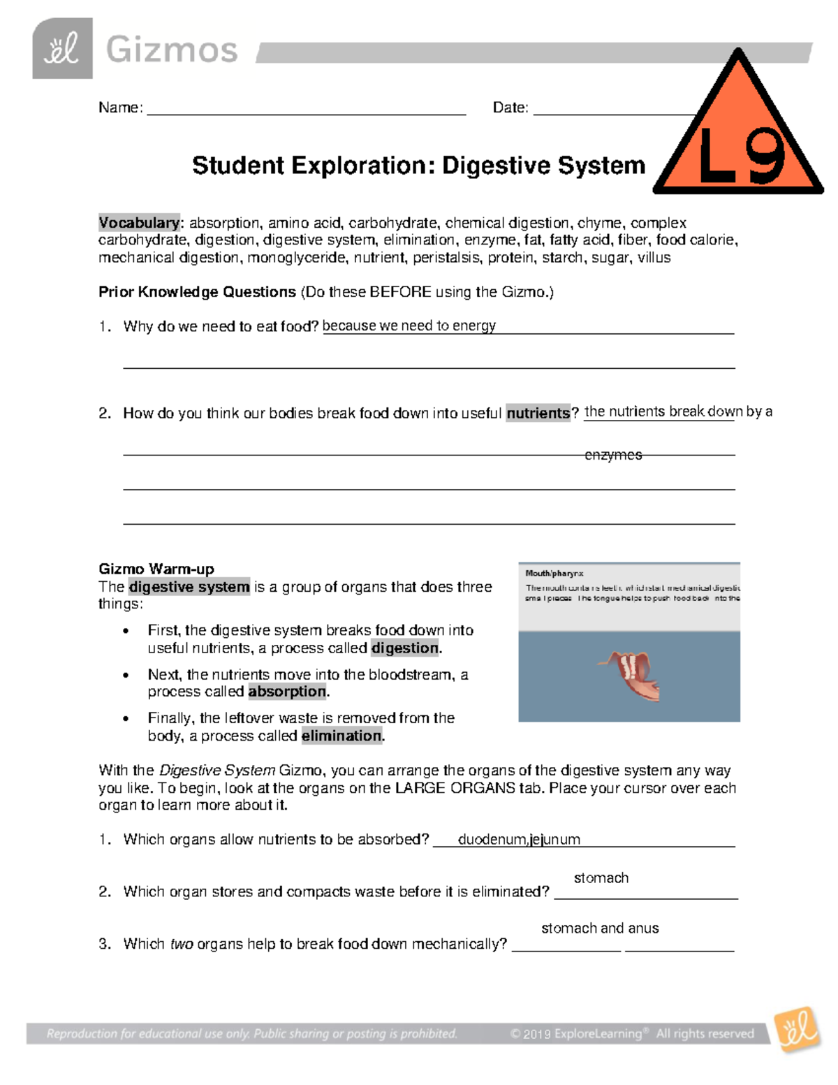 Tahir Hocalar-24 digestive system gizmo L9 - Name