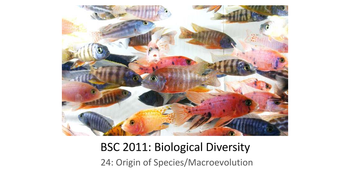 BSC 2011: Biological Diversity - Origin of Species Learning Objectives ...