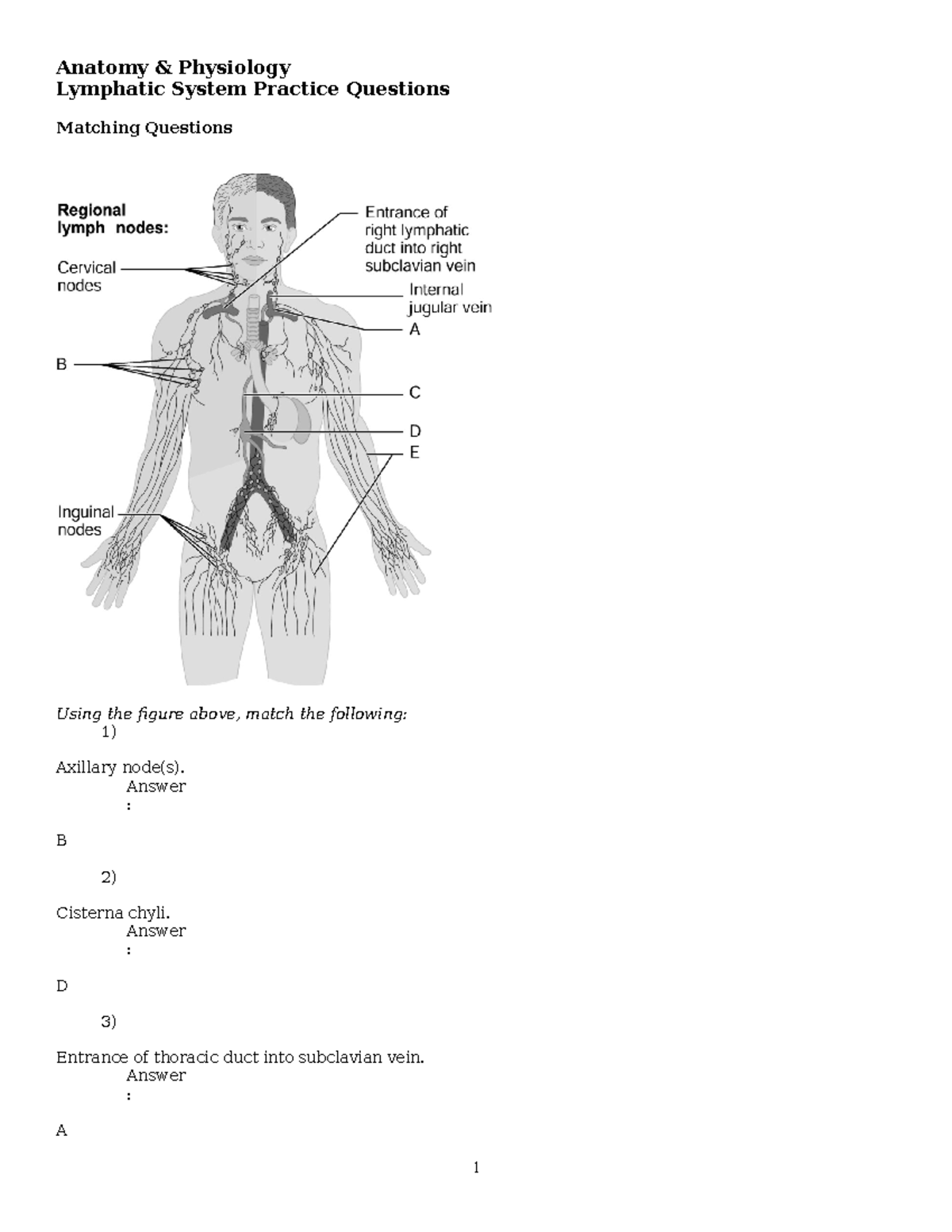 Lymphatic Test Bank - exam - Anatomy & Physiology Lymphatic System ...