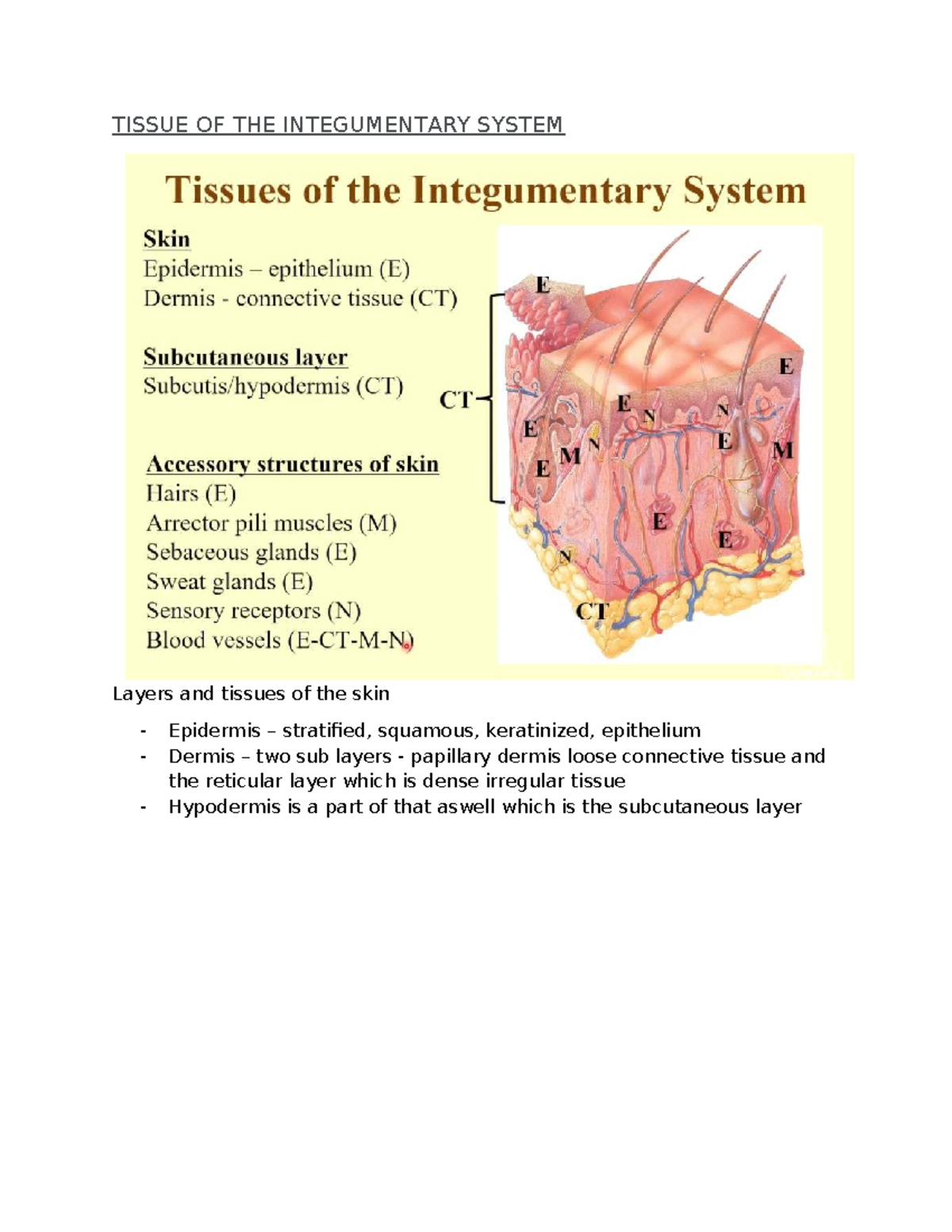 Integumentary System Overview: Layers, Tissues, and Functions - Studocu