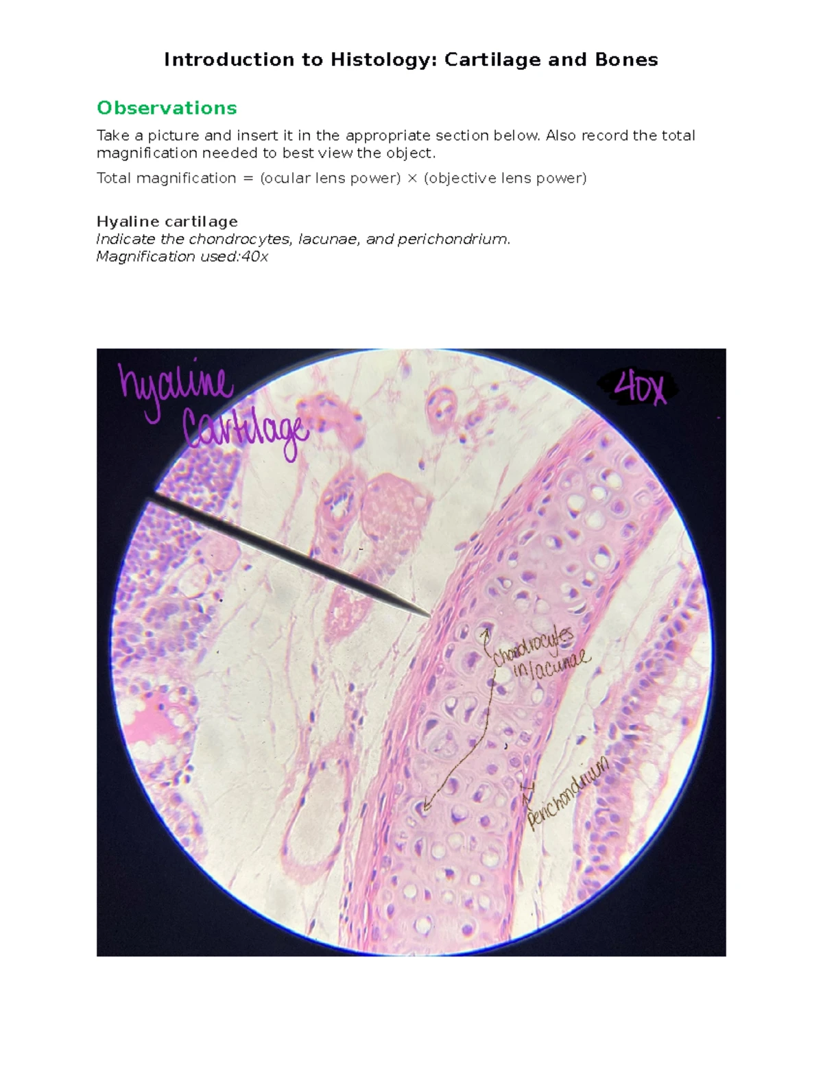 Chapter 6 Hands-On Lab: Integument Histology Exercises - Studocu