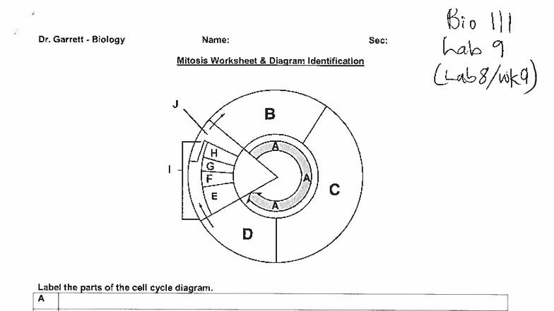 Mitosis Lab 2 - Diagram Identification and Cell Cycle Phases - Studocu