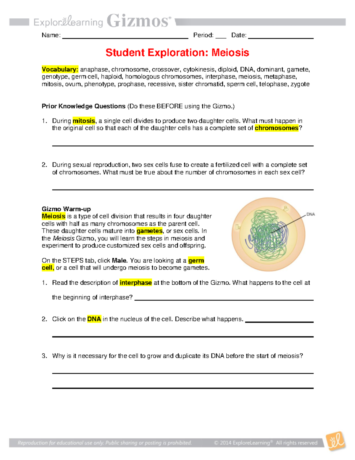 Meiosis Gizmo Exploration: Key Vocabulary & Activities Guide - Studocu