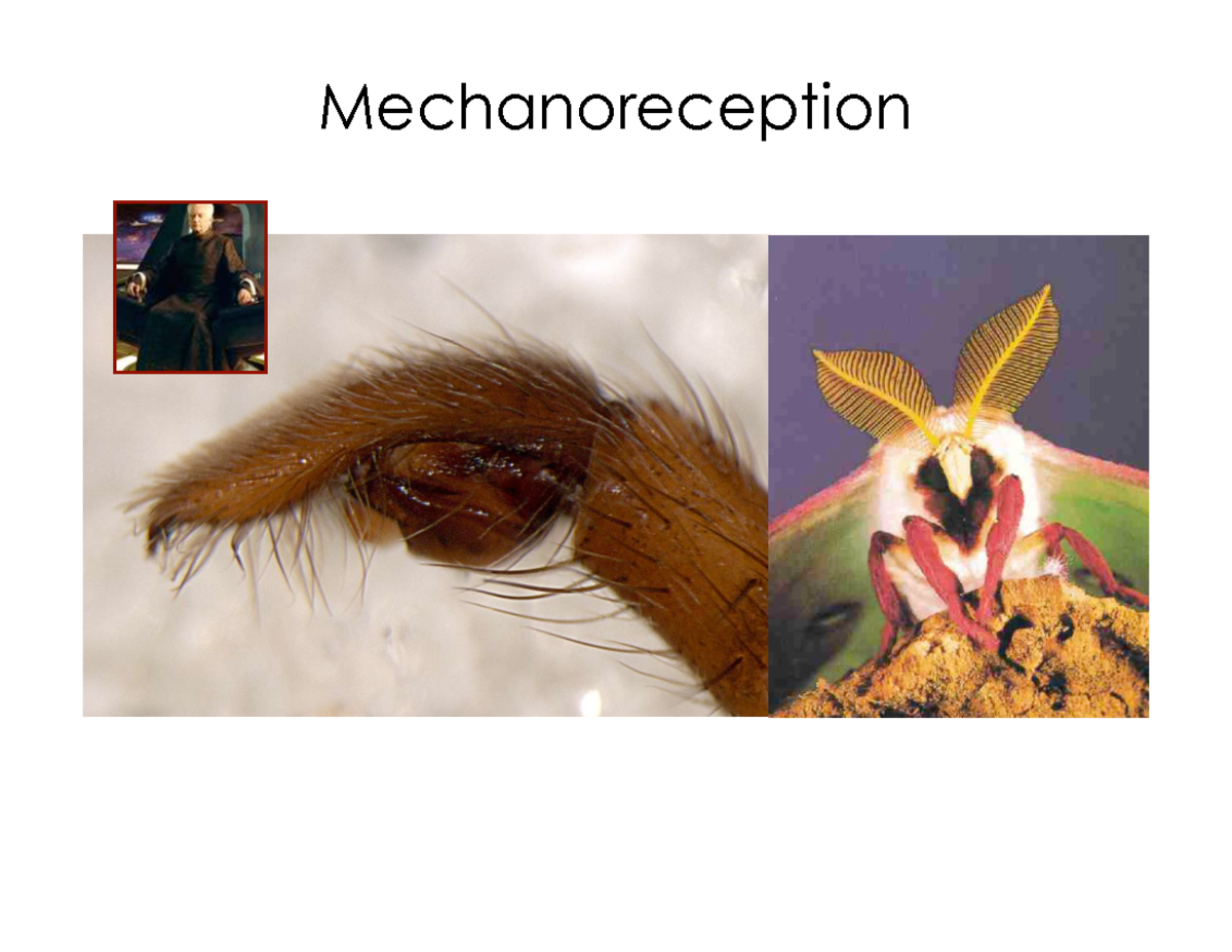 Mechanoreception: Understanding Insect Sensory Mechanisms in Detail ...