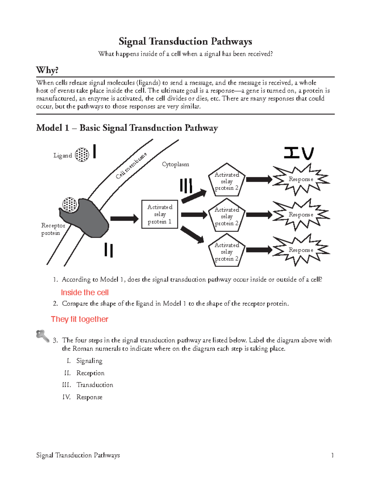 Pogil- Signal Transduction Pathways - Signal Transduction Pathways 1 Signal Transduction ...