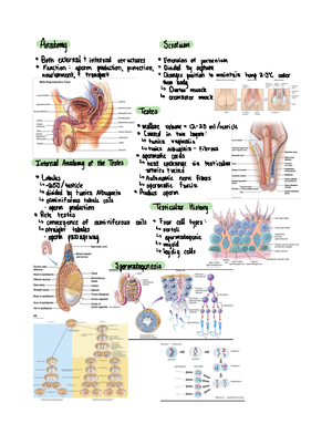 Unit 2 review - Professor: Dr. Eade - Axon of Afferent neuron Reflex ...