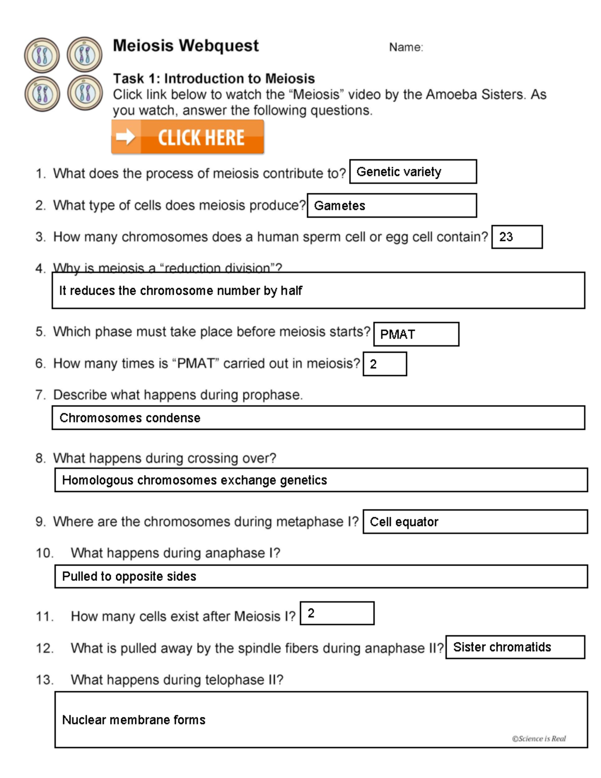 Copy of Copy of Meiosis Webquest - Genetic variety Gametes 23 It ...
