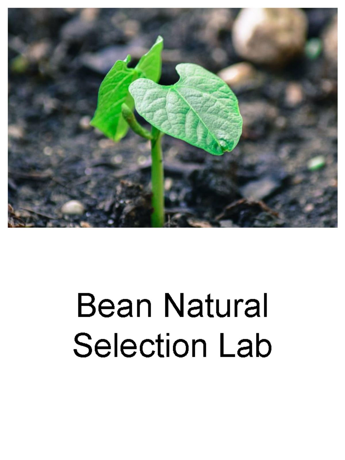 biology H Bean Lab - Bean Natural Selection Lab Purpose of ...