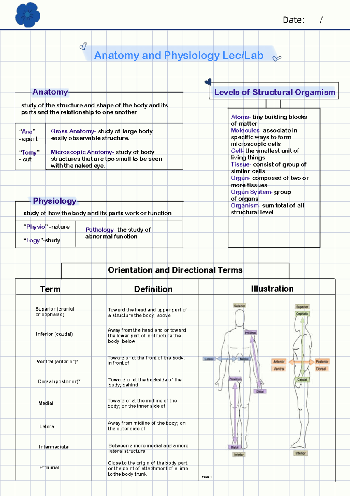 Ana Phy Lec Lab - Structural Levels of the Human Body - Studocu