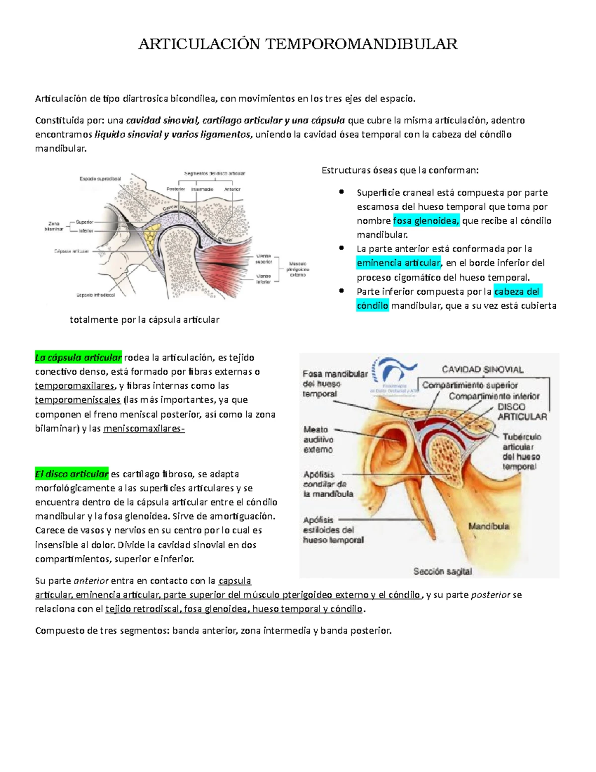 Fosa Infratemporal: Estructura y Funciones en Anatomía Humana - Studocu
