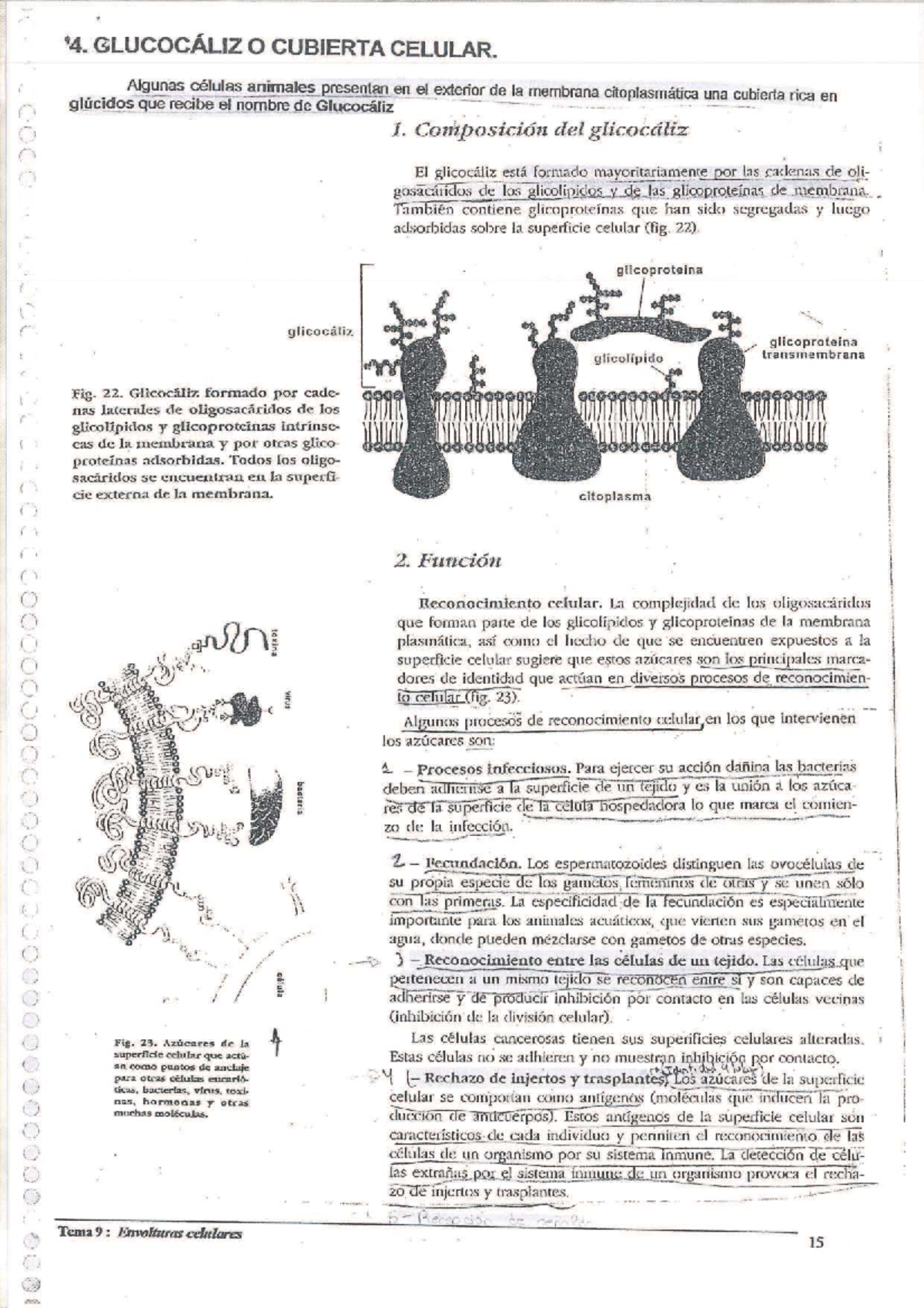 B2) 2 Glucocálix y Pared Celular: Composición y Funciones - Studocu