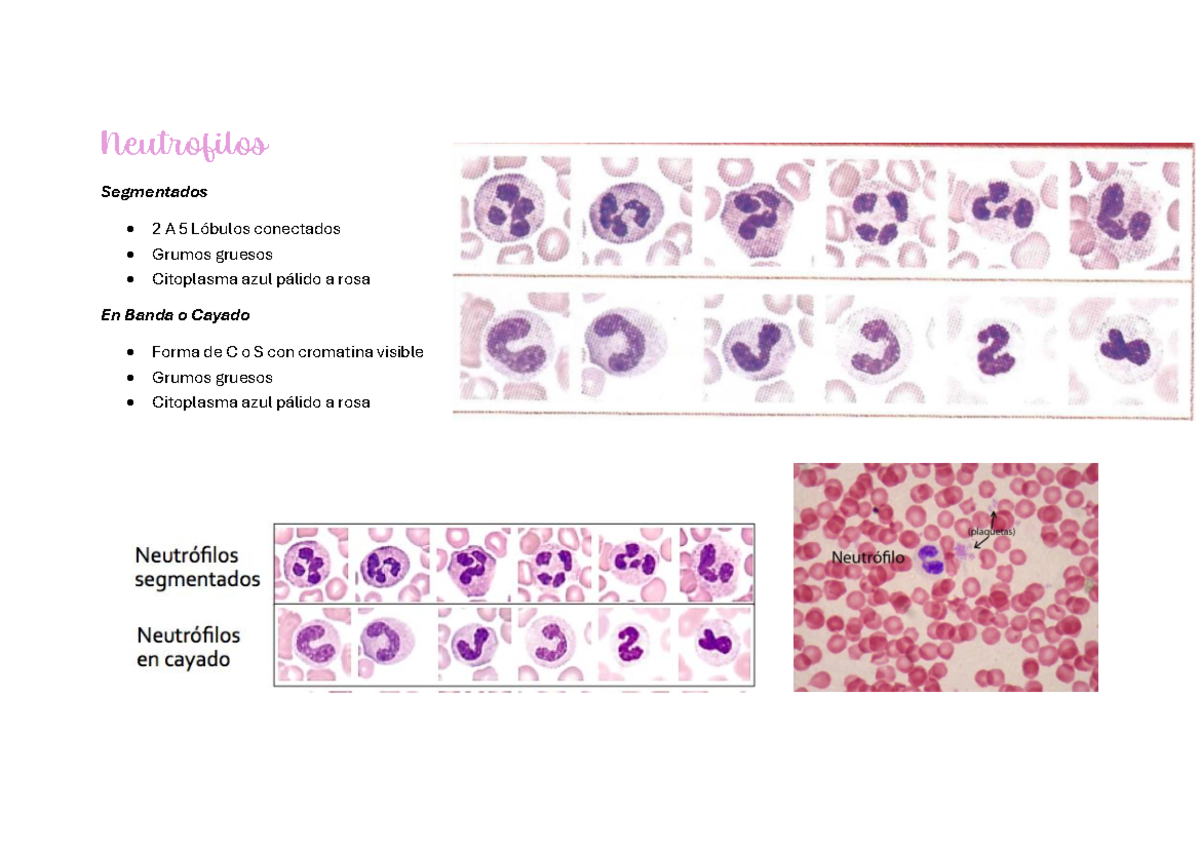 Células Sangrientas: Neutófilos, Linfocitos y Más - Biología 101 - Studocu