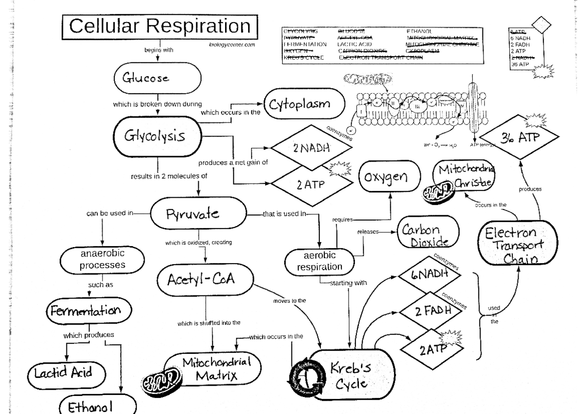 Anaerobic Respiration Flow Chart