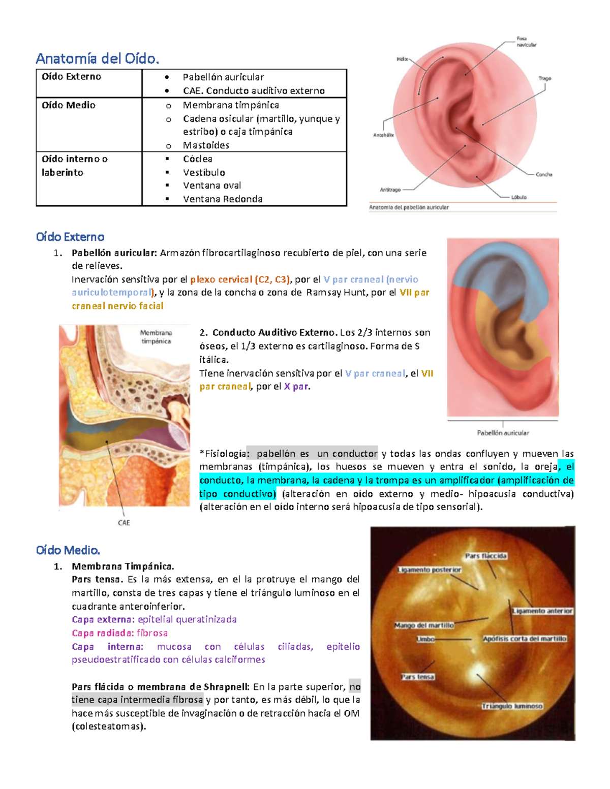 Anatomía Del Oído Pabellón Auricular Anatomía De La Oreja Del