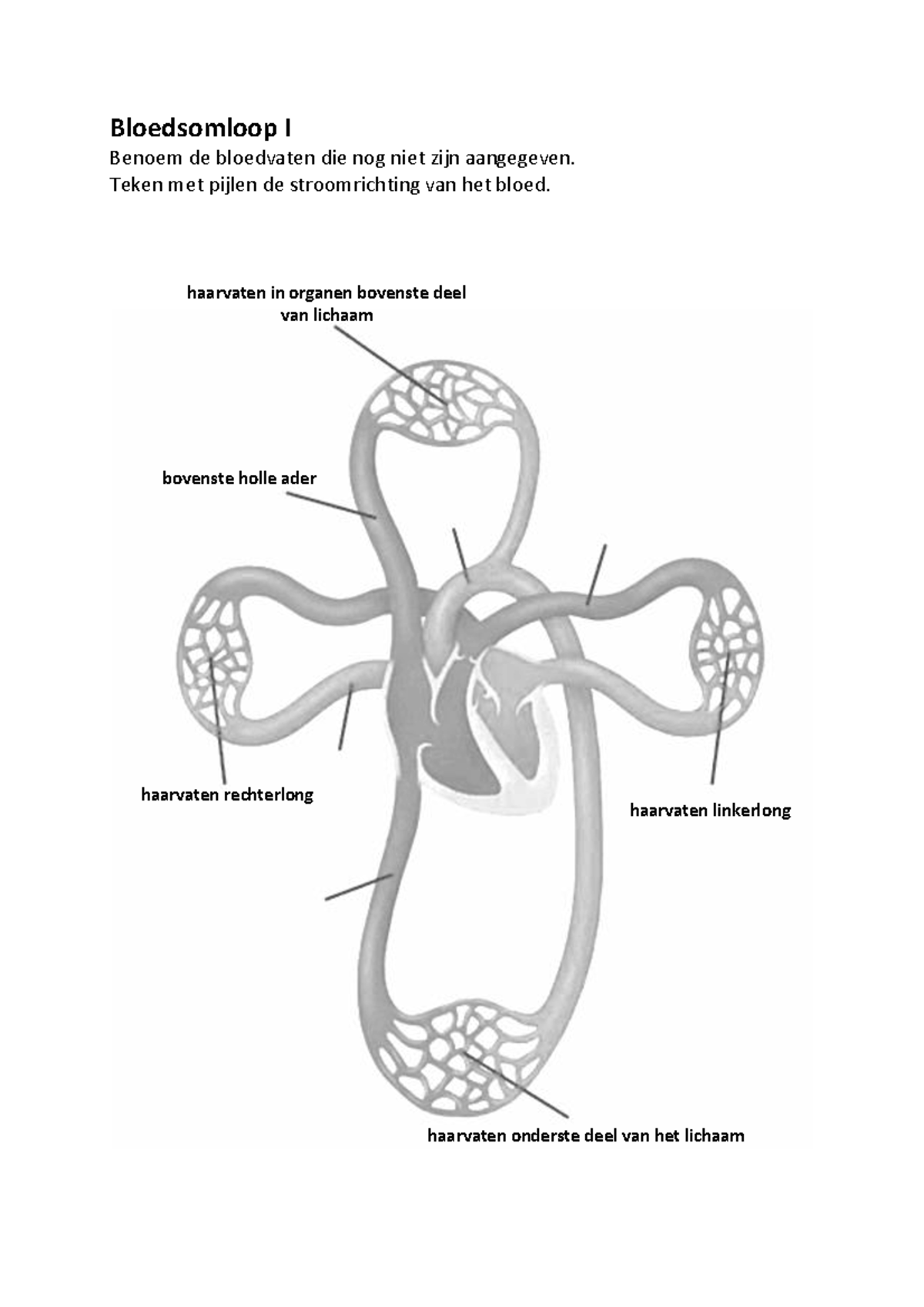 ademhaling en bloedsomloop - Biologie - Bloedsomloop I Benoem de ...