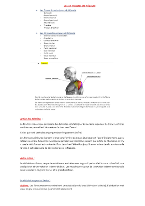 Le Deltoide - Schéma détaillé du deltoïde - myologie - Acromia Haut Le ...