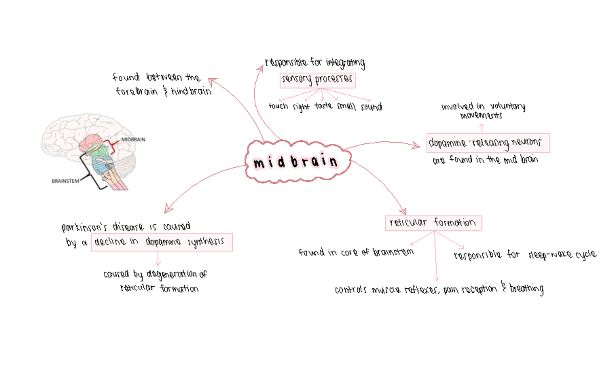 Midbrain mind map - psych - responsible for integrating found between ...