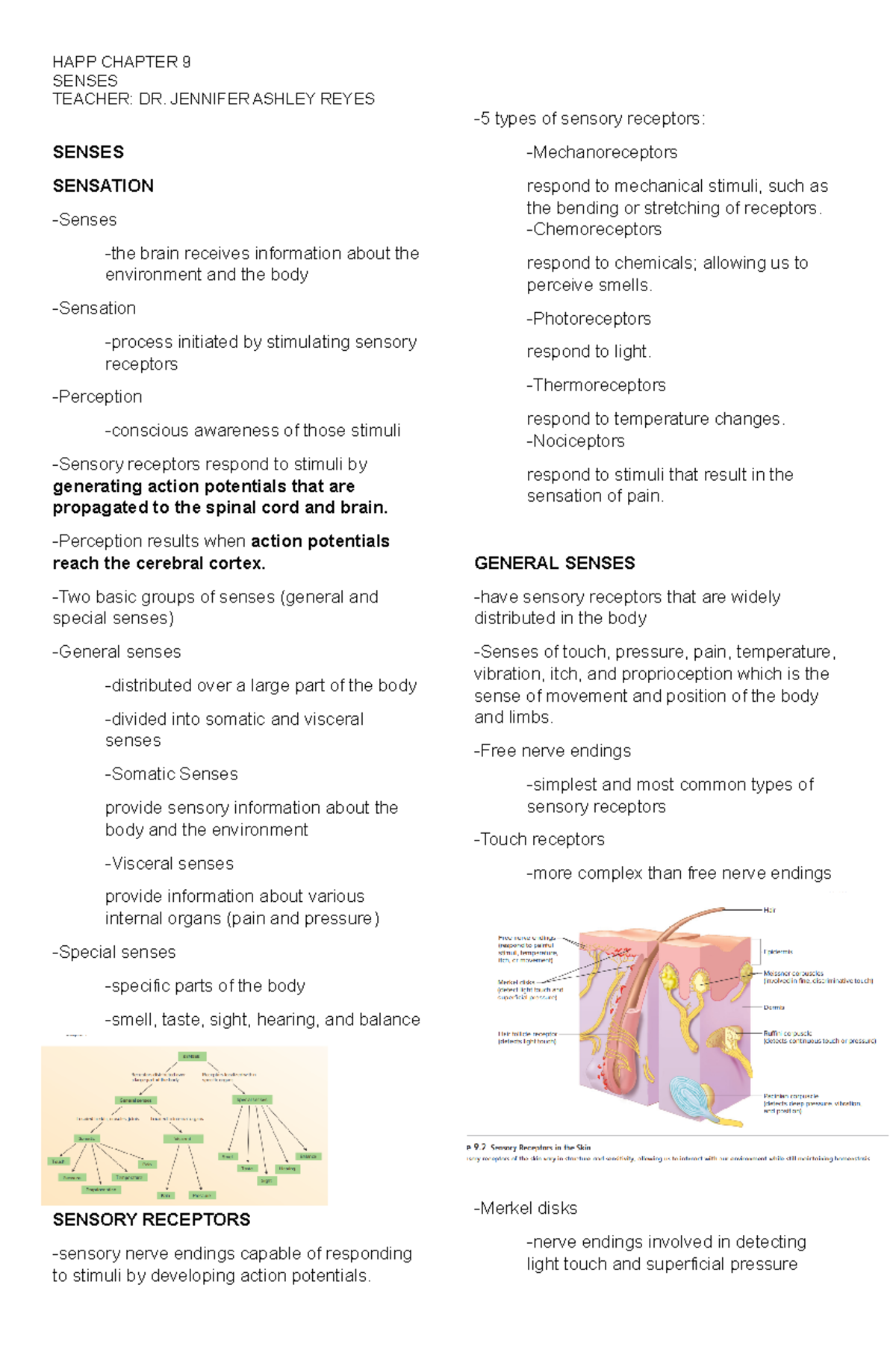 Seeley's Anatomy Chapter 9: Sensory Systems Overview - Studocu
