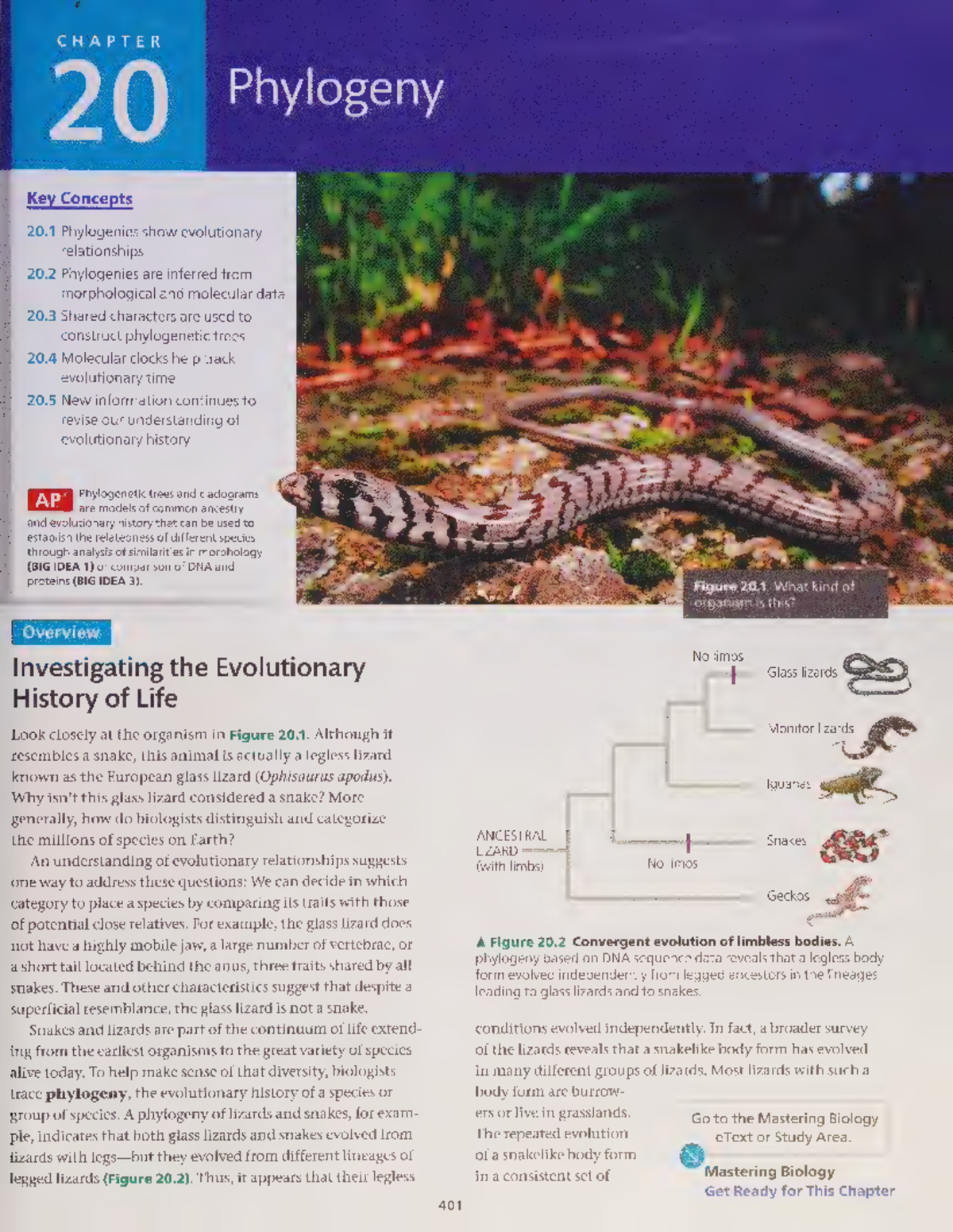 CHAPTER 20 PHYLOGENY: Key Concepts in Phylogenetics and Evolution - Studocu