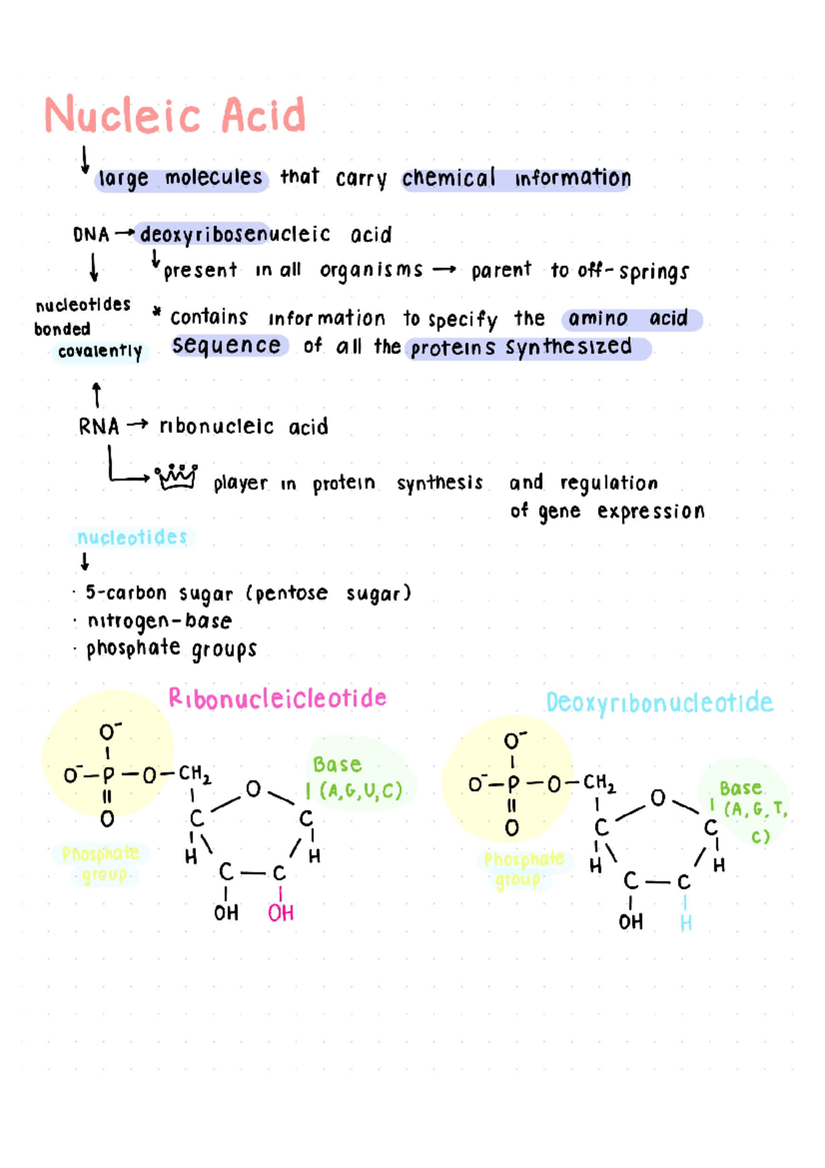 DNA and RNA and their properties - Nucleic Acid large molecules that ...