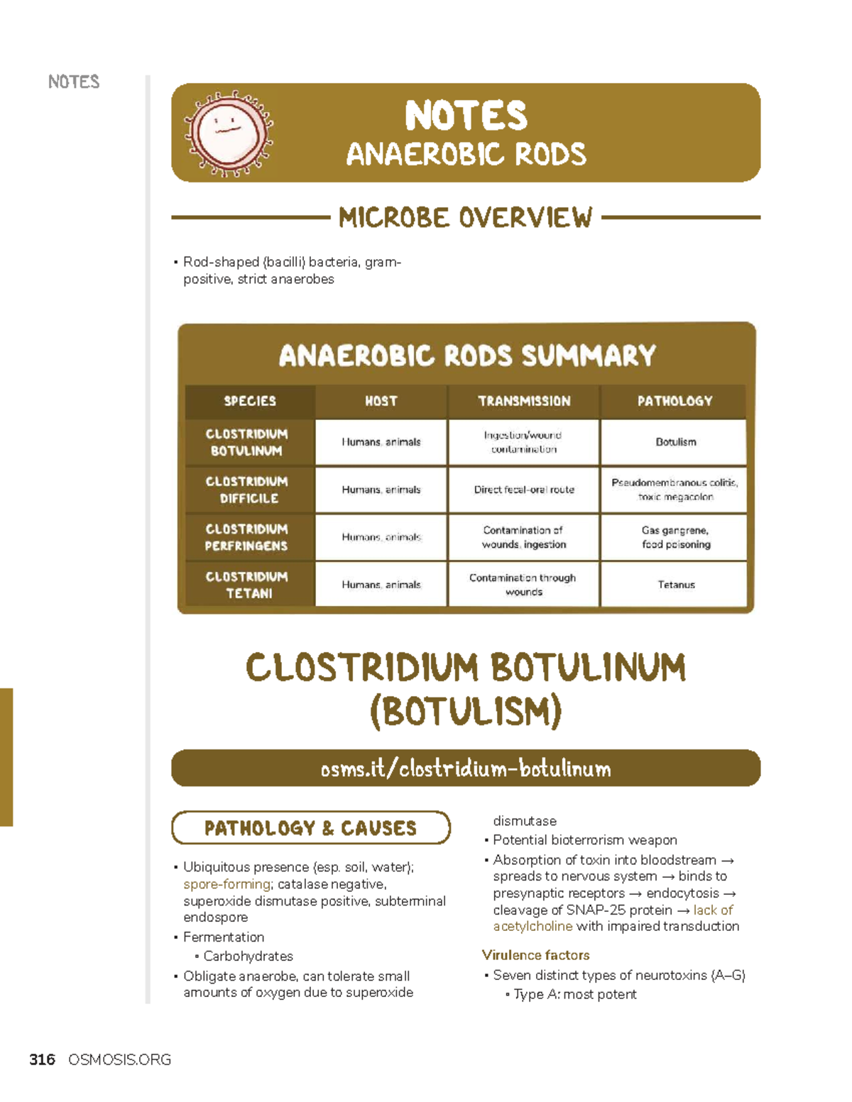 NURS 316 Anaerobic Rods: Overview and Pathology Notes - Studocu