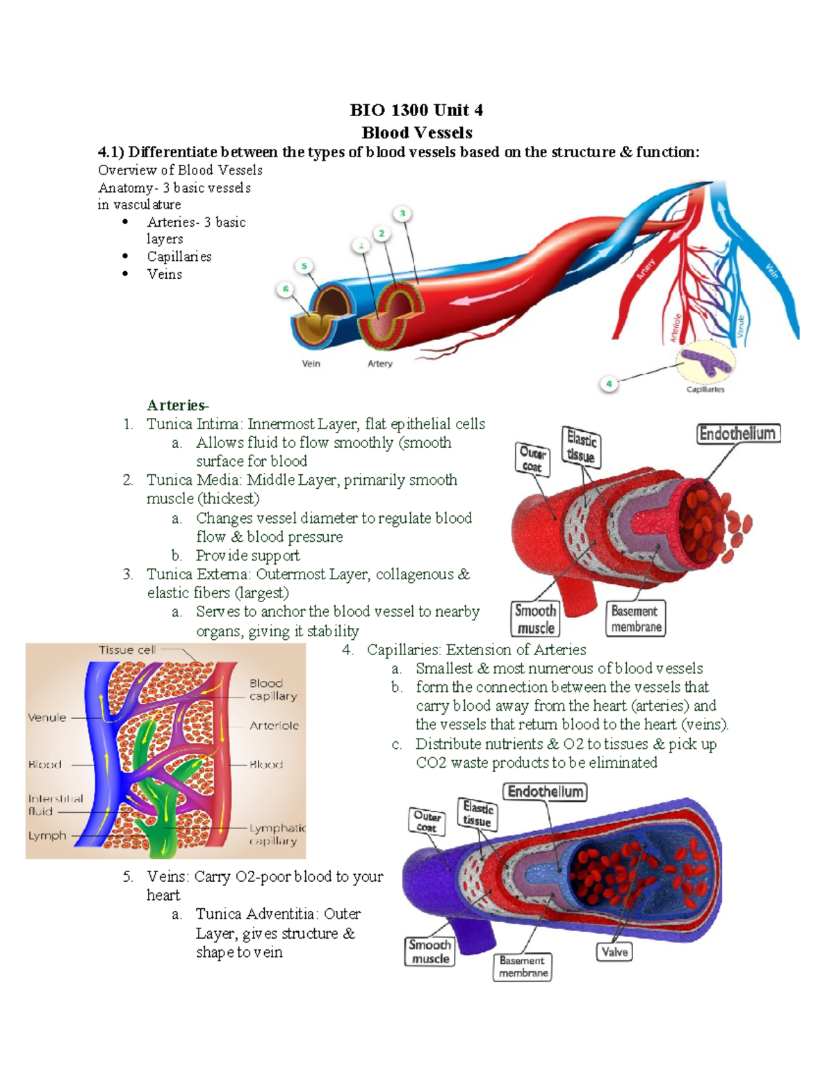 BIO 1300 Unit 4: Comprehensive Overview of Blood Vessels and Functions ...