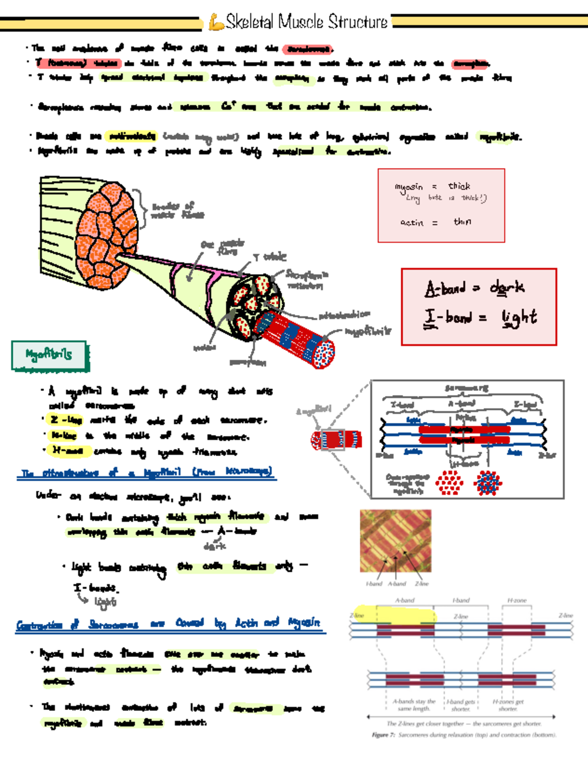 Skeletal Muscle Structure Notes - 💪 Skeletal Muscle Structure ' The ...