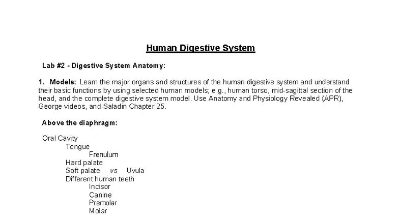 Bio 302 Lab 2: Human Digestive System Anatomy Overview - Studocu