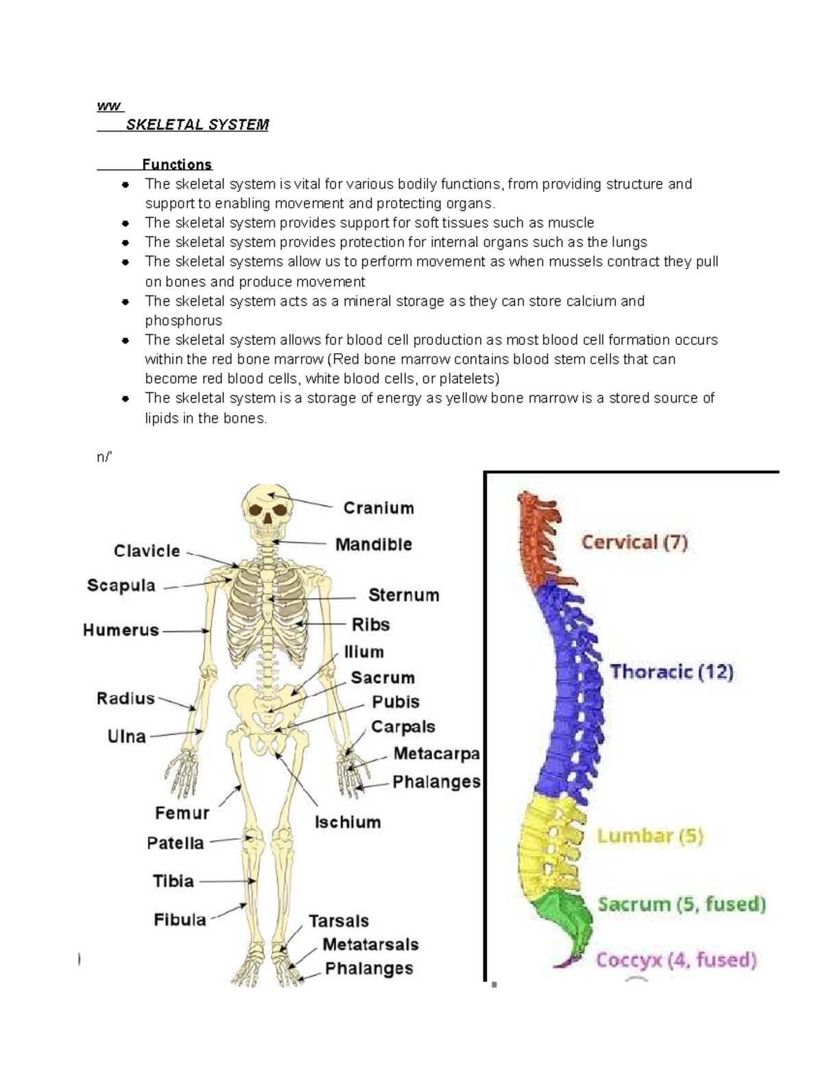PDHEPE 12 Skeletal System Functions and Sports Injuries Overview - Studocu