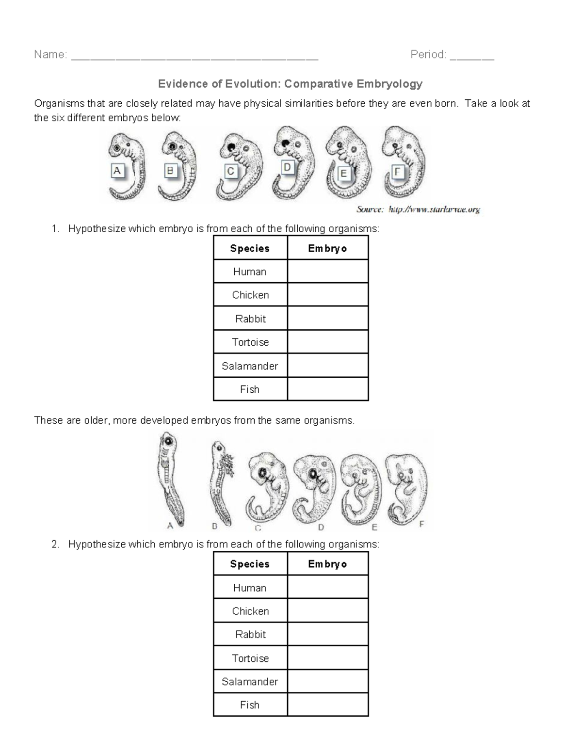 Evidence of Evolution Comparative Embryology - Name