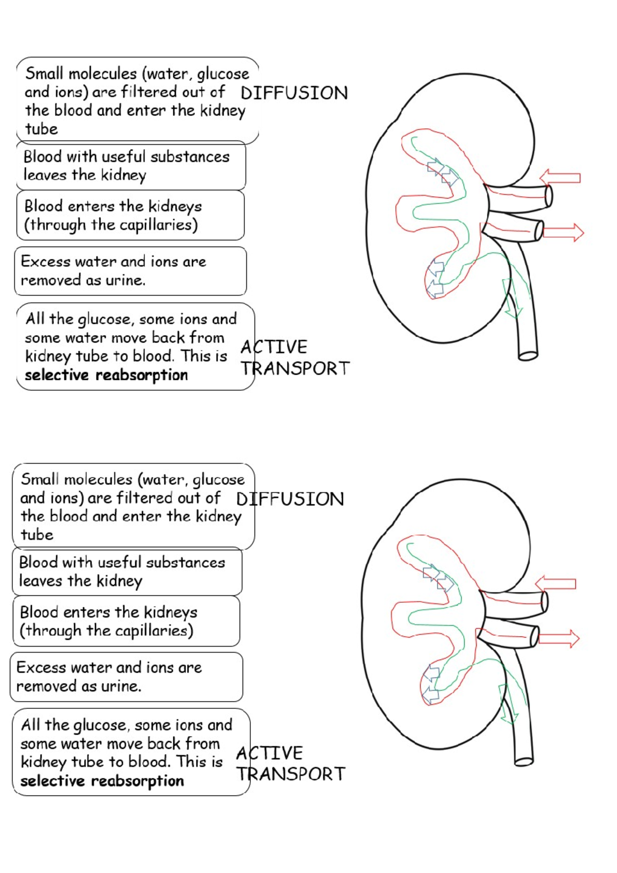 Kidney Function: Diffusion & Active Transport (9. Kidney Diagrams ...