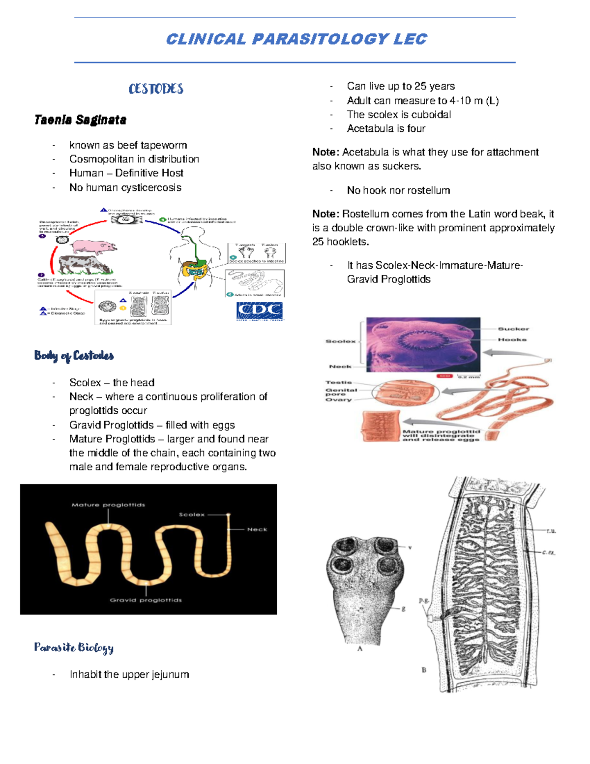 Cestodes Notes Lecture - CESTODES Taenia Saginata known as beef ...