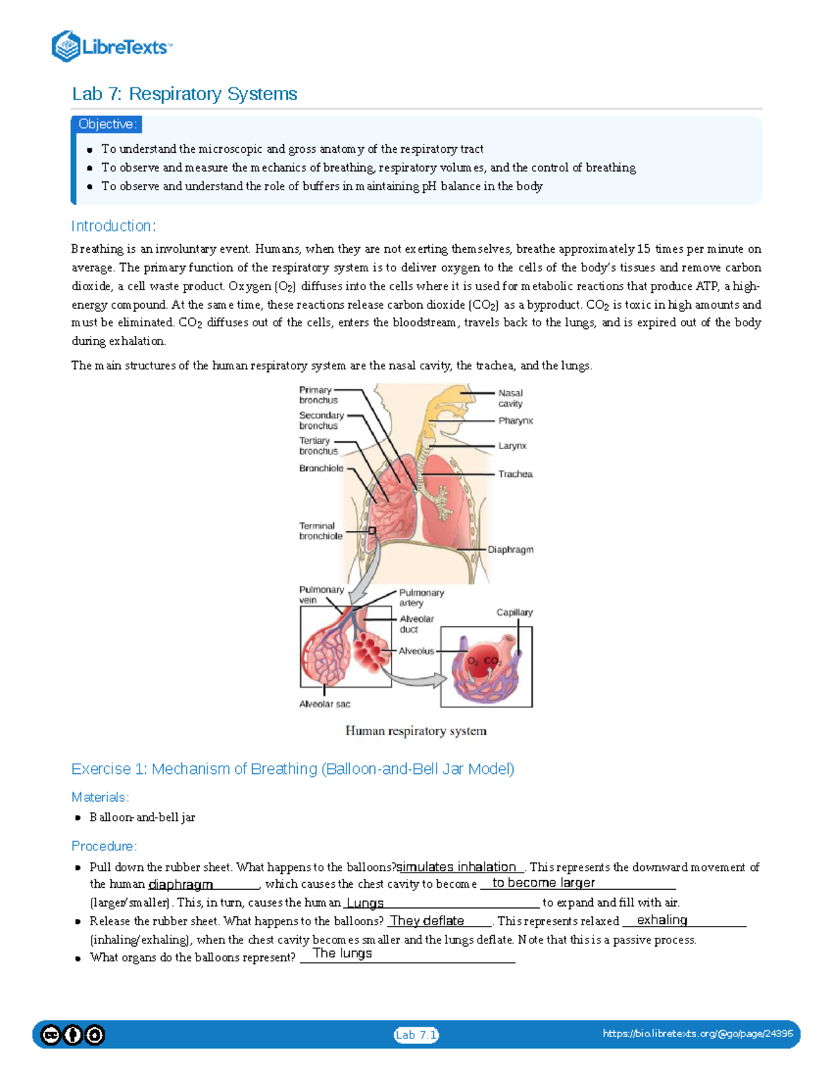 Lab 07: Respiratory Systems - Anatomy & Breathing Mechanics - Studocu