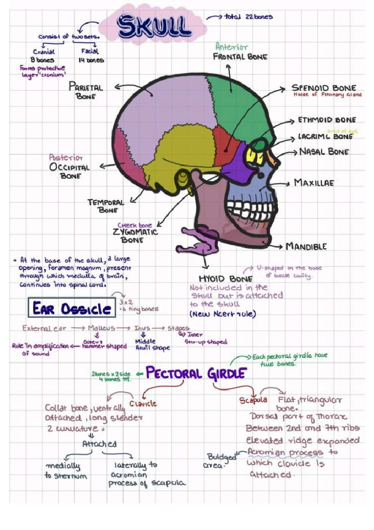 22 Bones of the Skull and Limbs: Anatomy Overview (BIO 202) - Studocu