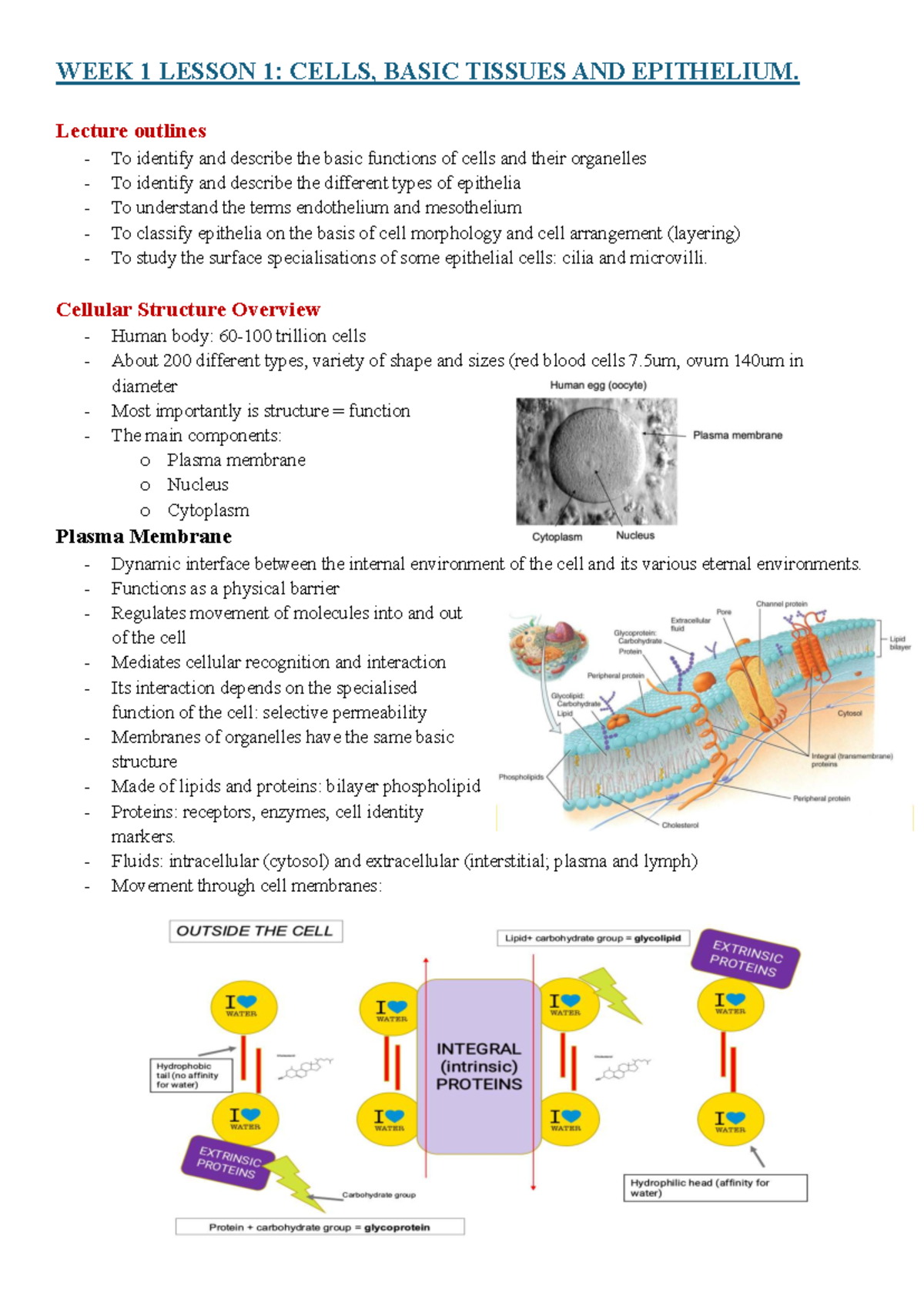 Histology 101: Week 1 Lesson 1 - Cells, Tissues & Epithelium Overview ...