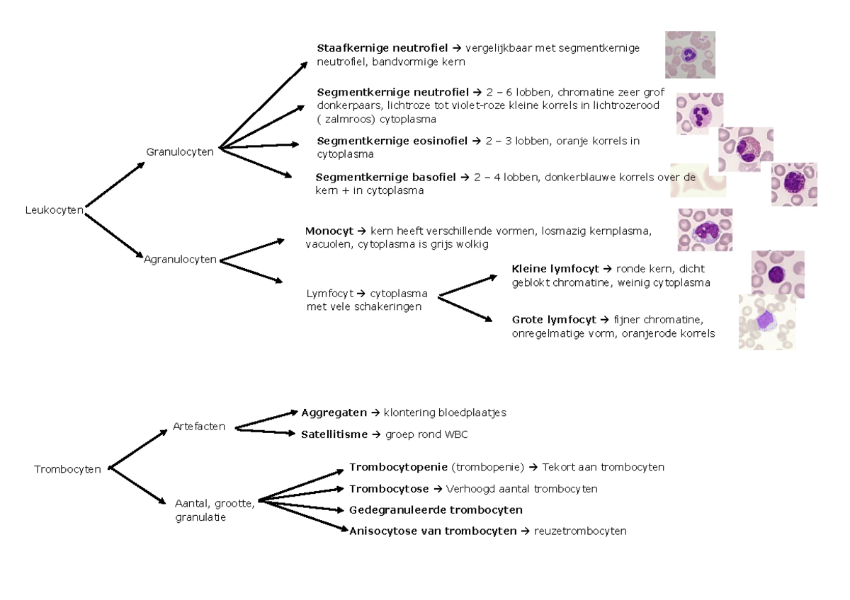 Schema RBW, WBC en bloedplaatjes - Segmentkernige neutrofiel 2 – 6 ...