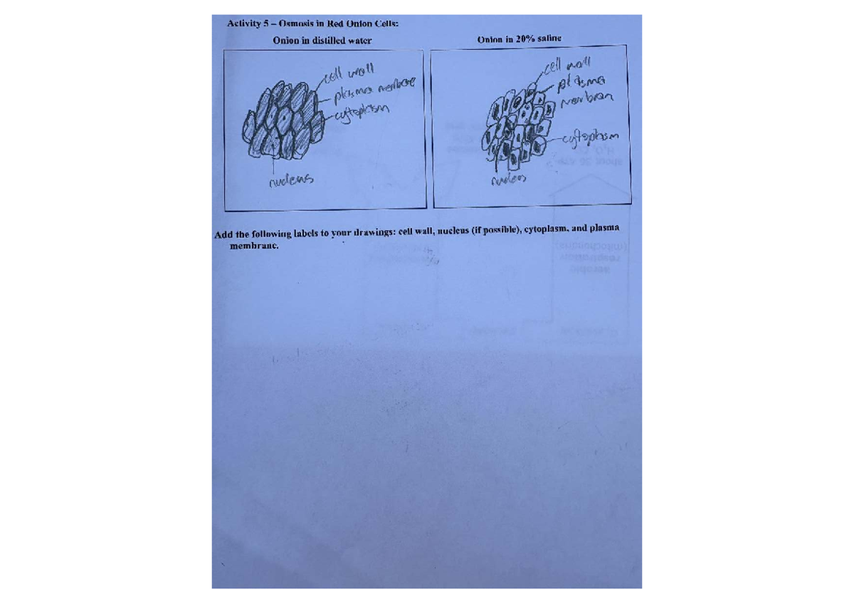 BIO 161 Lab Reports + Pre Labs 1-3 - BIO 161 - Activity 5 Osmosis in ...