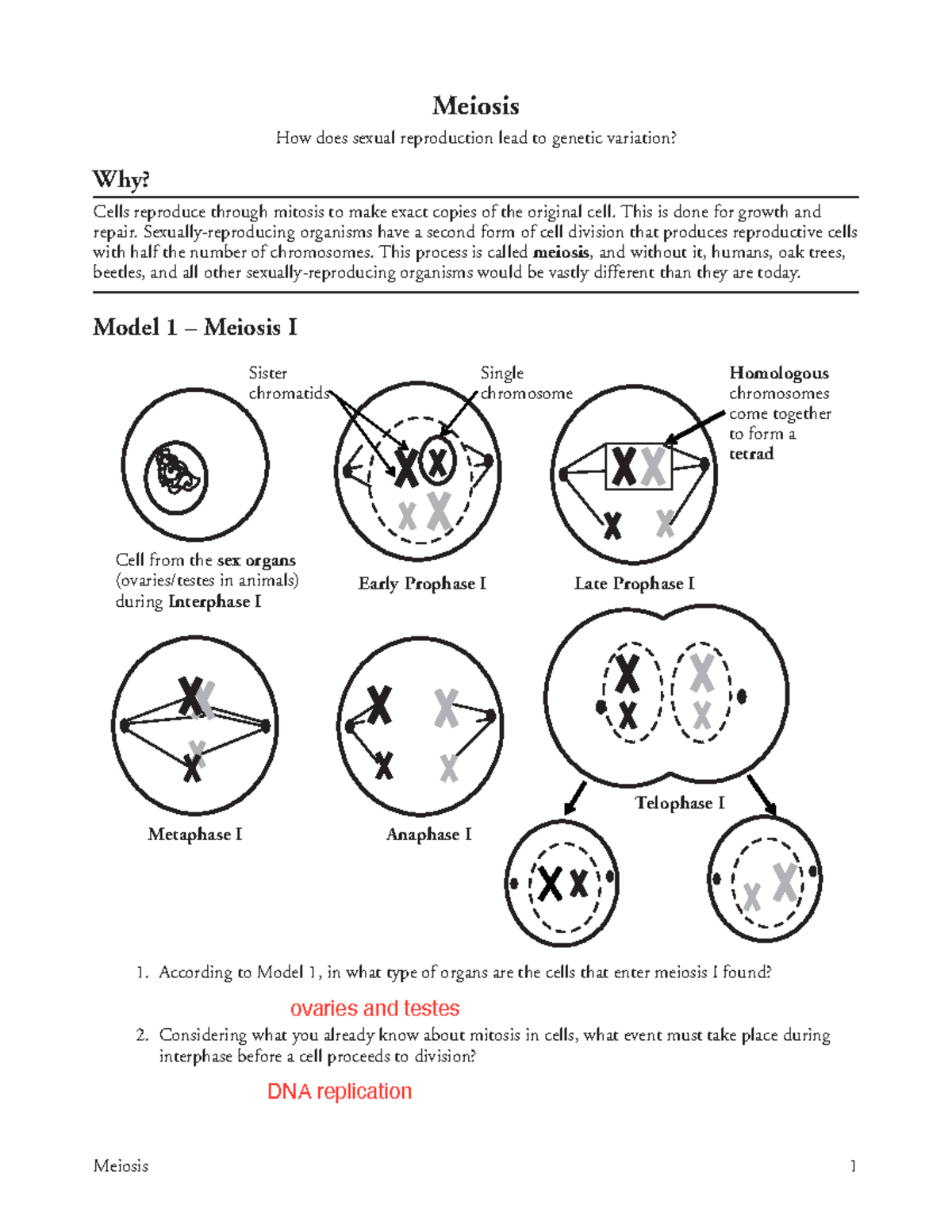 Meiosis Assignment - Meiosis 1 Meiosis How does sexual reproduction ...