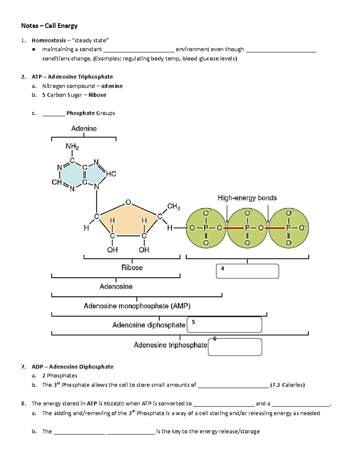 Guided Notes: Cell Energy & ATP Concepts (Unit 3) - Studocu