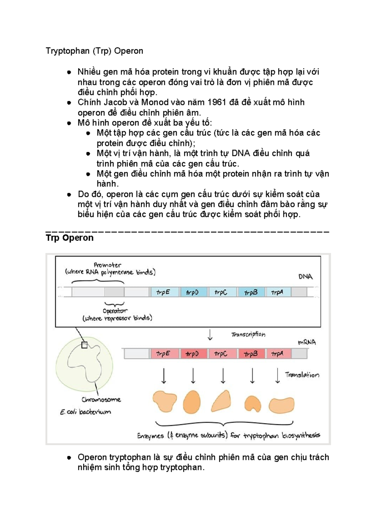 Tryptophan (Trp) Operon: Cấu Trúc và Điều Chỉnh Phiên Mã - Studocu