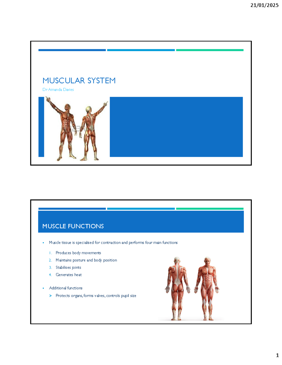 MUSCULAR SYSTEM Lecture Notes - Dr. Amanda Davies - Studocu